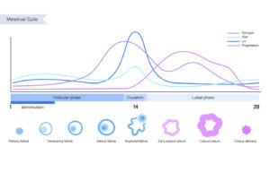 Understanding luteinizing hormone and how it relates to fertility ...